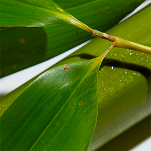 Bamboo Eye Gel - contorno occhi idratante al bambù | ERBORIAN